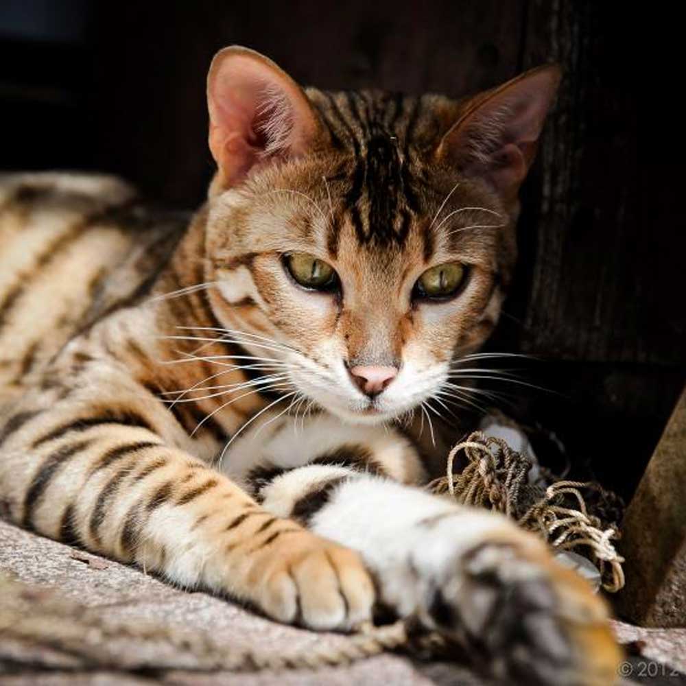 Mis Gatos Favoritos